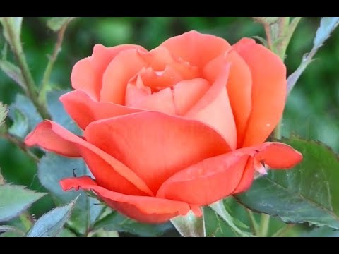 Geburtstagsgrüße zum 50. Geburtstag