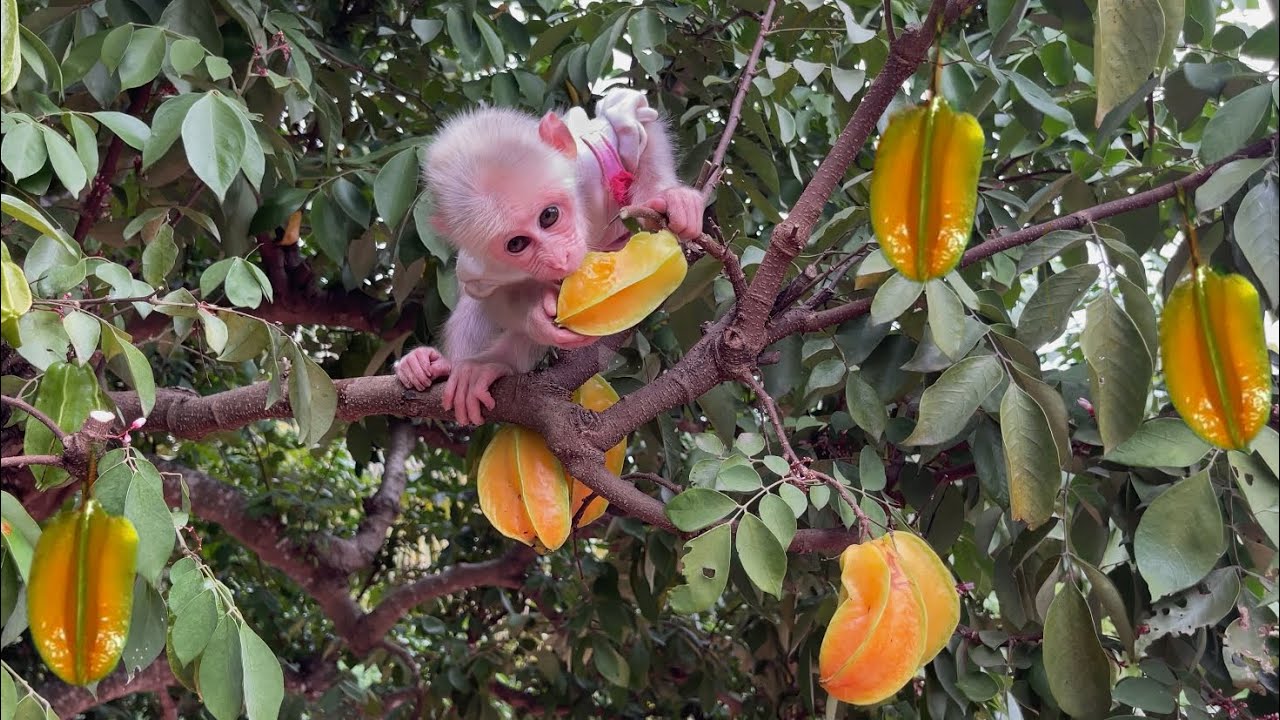 How wonderful! Monkey Luk enjoys a fruit buffet in garden - YouTube