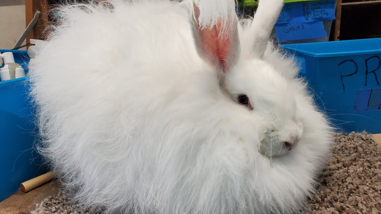 1) Giant Angora Rabbit Shearing; Tammy's set up for shearing Giant ...