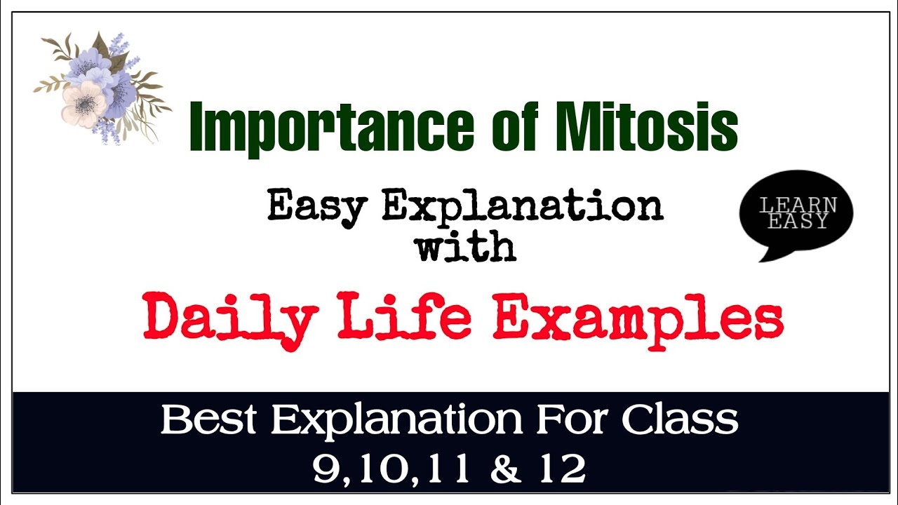 Importance of Mitosis | Significance of Mitosis | Mitosis - YouTube