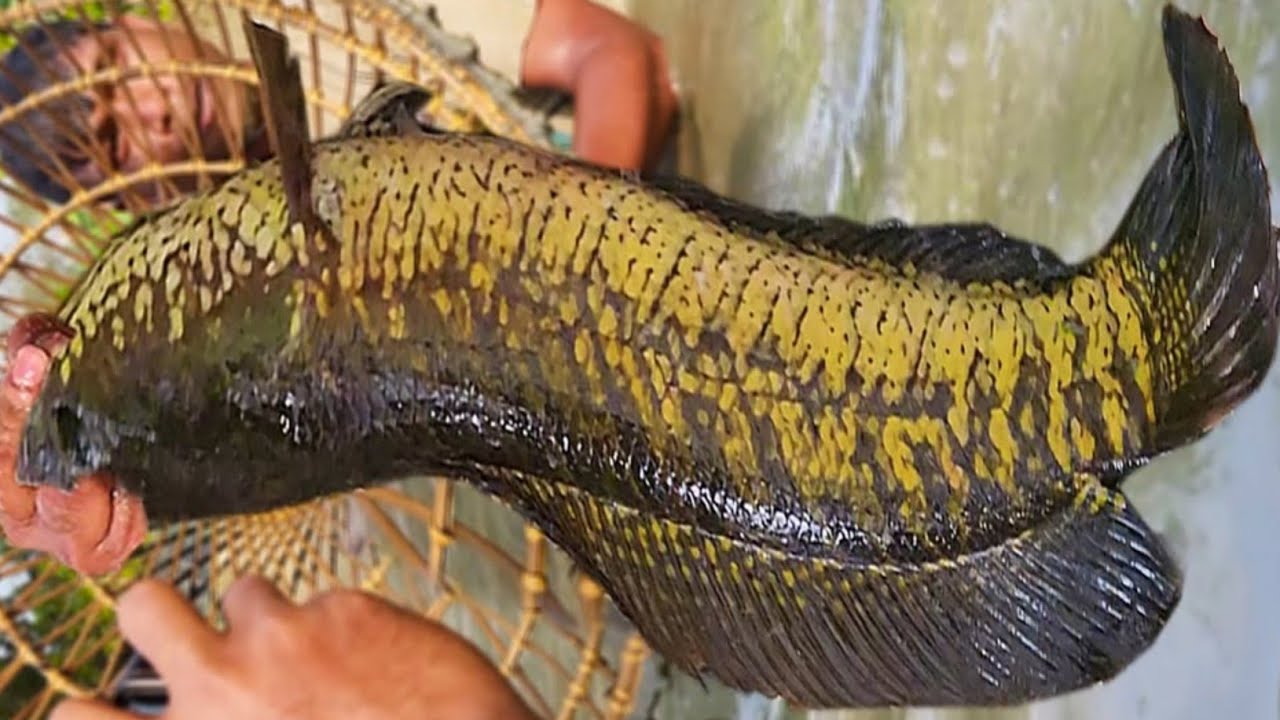 Amazing Fishing Video | Traditional Carp Fish Catching In Mud Water ...