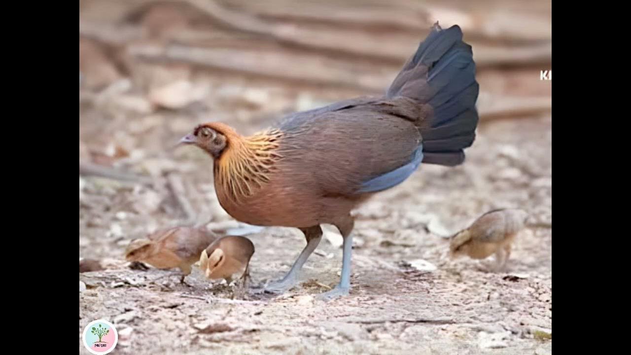 Suab Poj qaib qus seev zoo heev cuab tuaj zoo|2023| - YouTube