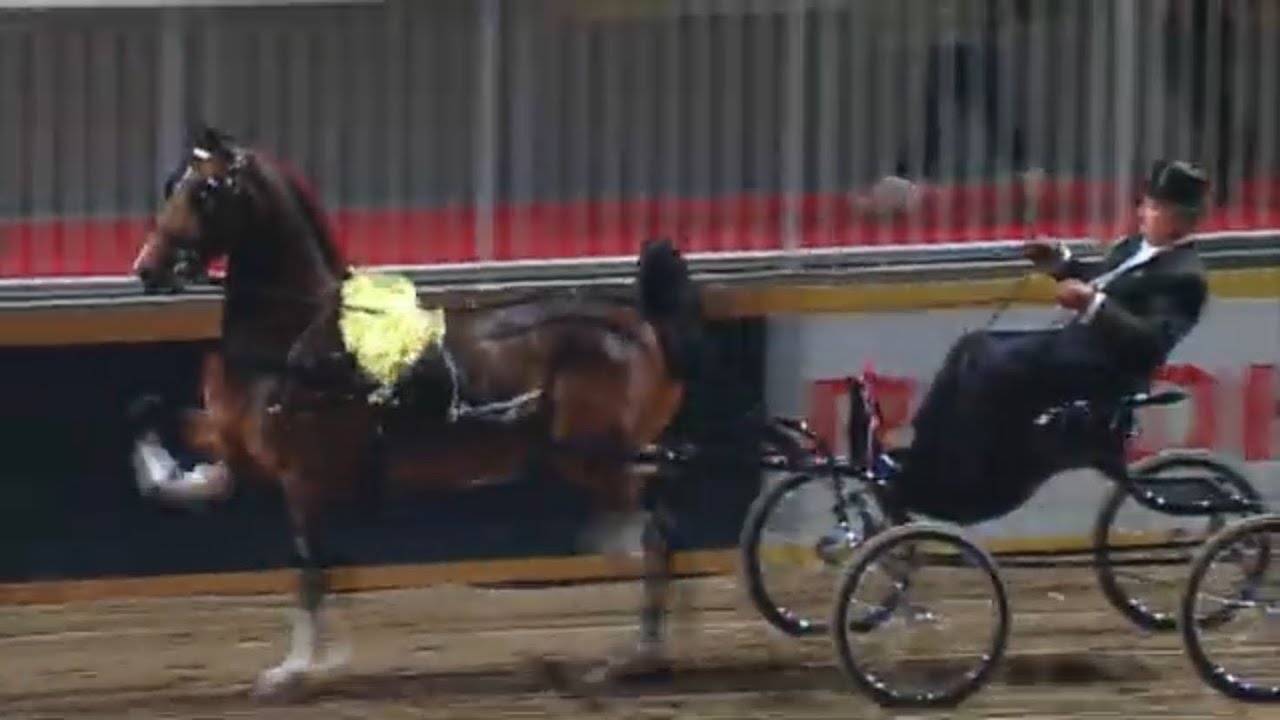 Welsh & Hackney Pony Fine Harness Class 🏆 Carriage Driving 🎩 The Royal ...