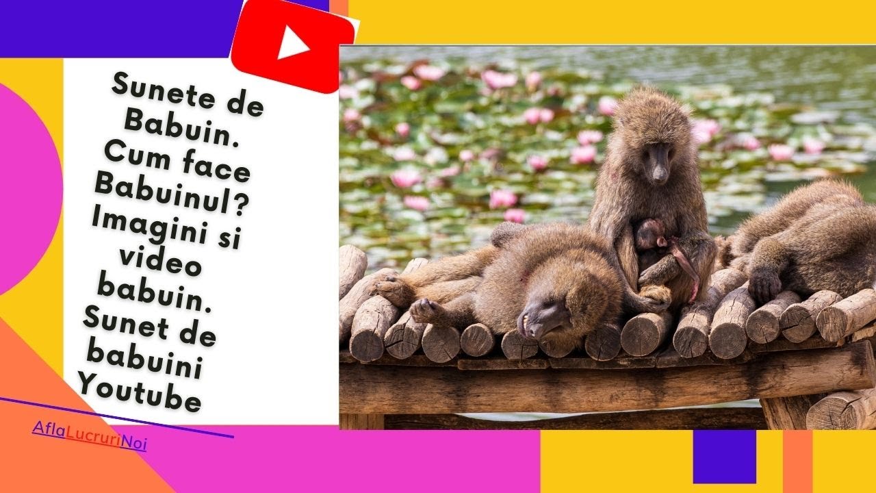 Sunete de Babuin.Cum face Babuinul? Sunet de babuini Youtube. 🐒 Imagini ...
