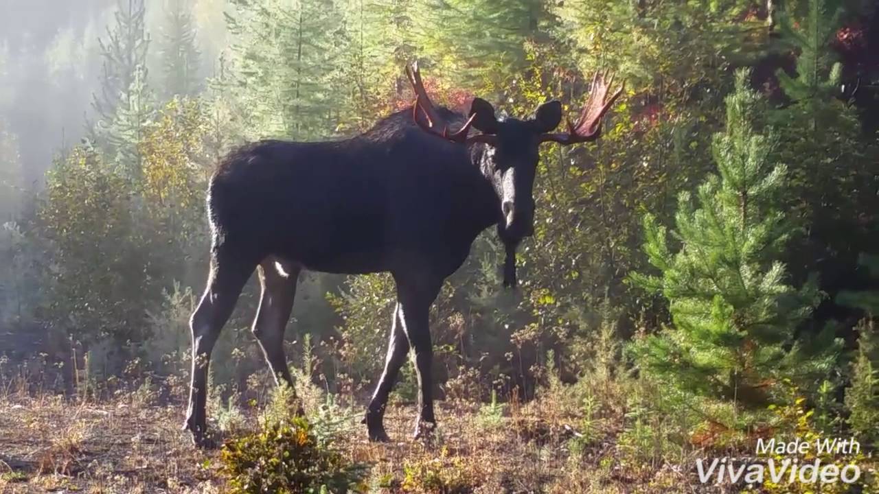 Calling a bull moose in from truck. - YouTube