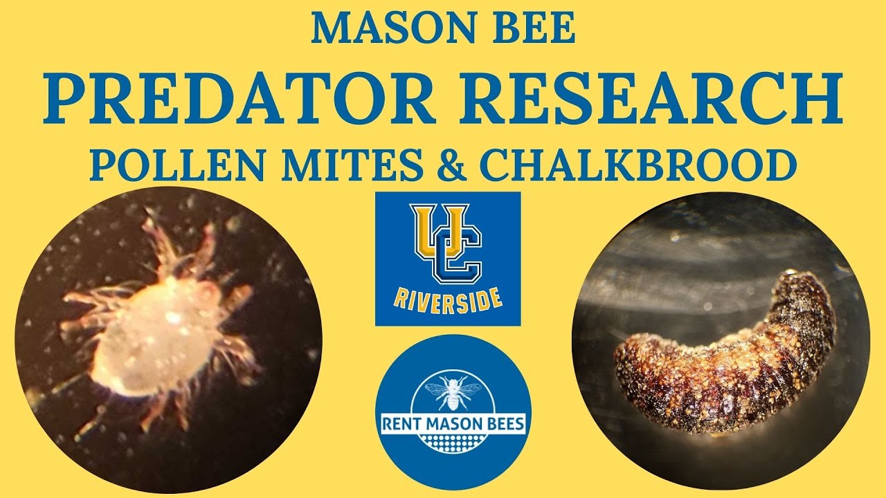 Mason Bee Predator Research POLLEN MITES and CHALKBROOD - Study by UC ...