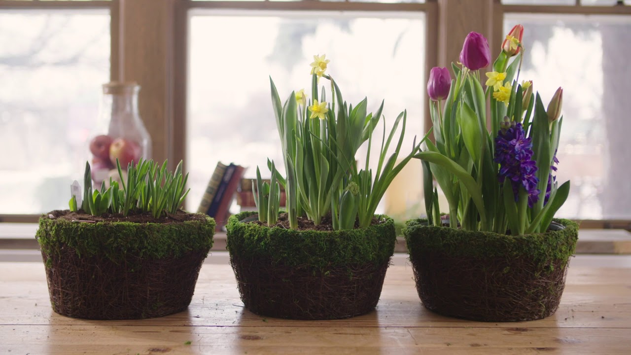 Watch 'Em Grow with Bachman's - YouTube