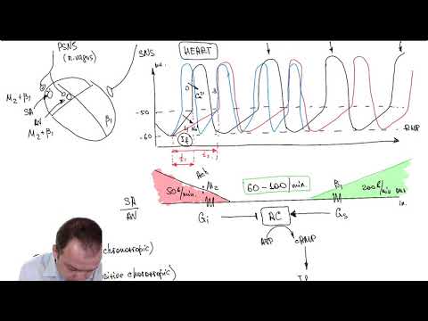 Inotropic Effect, Batmotropic Effect, Dromotropic Effect. (Part 34 ...