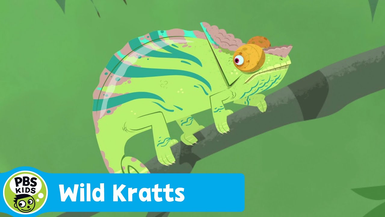 WILD KRATTS | Chameleon Camouflage | PBS KIDS - YouTube