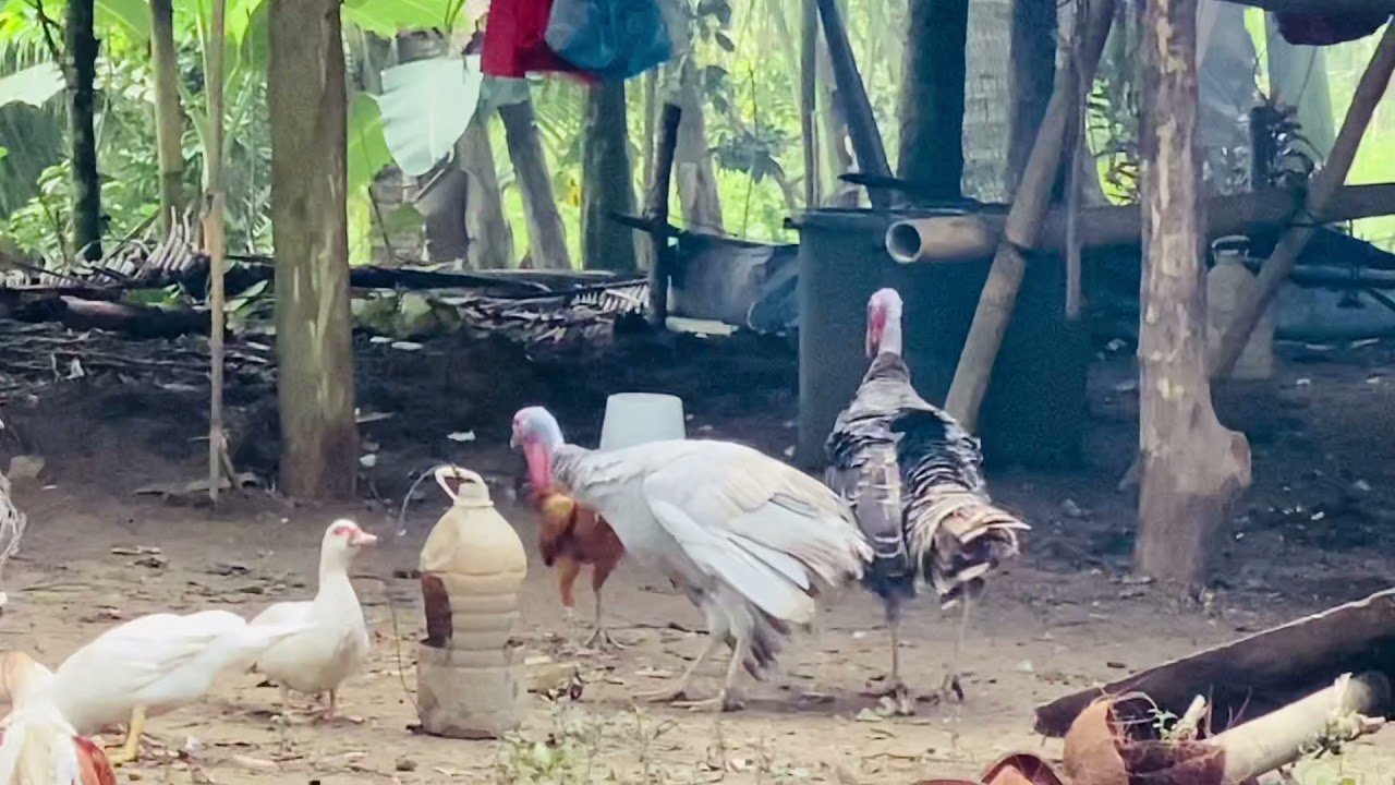 Turkey’s vs Rooster - YouTube
