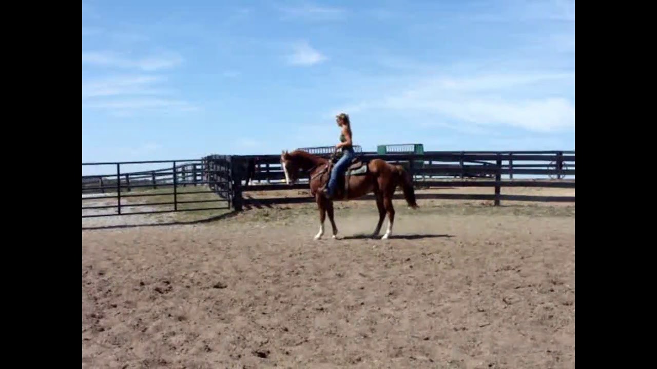 SORREL QUARTER HORSE GELDING, FLAXEN MANE & TAIL, BEEN RIDDEN ENGLISH ...