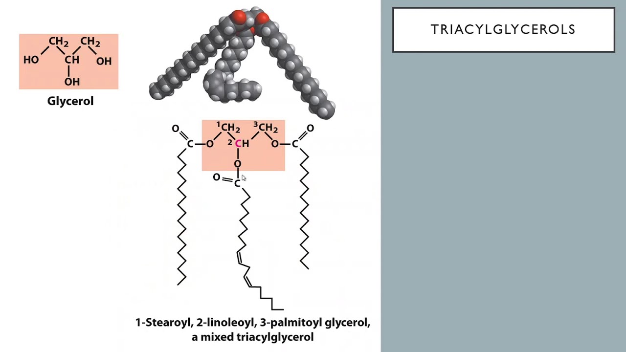 OSSM Biochem Chapter 10 - Storage Lipids - YouTube