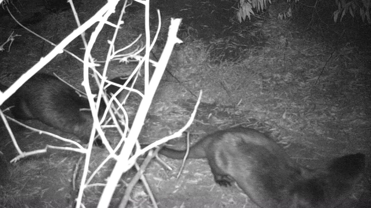 River Otters of Amon Creek Natural Preserve - YouTube