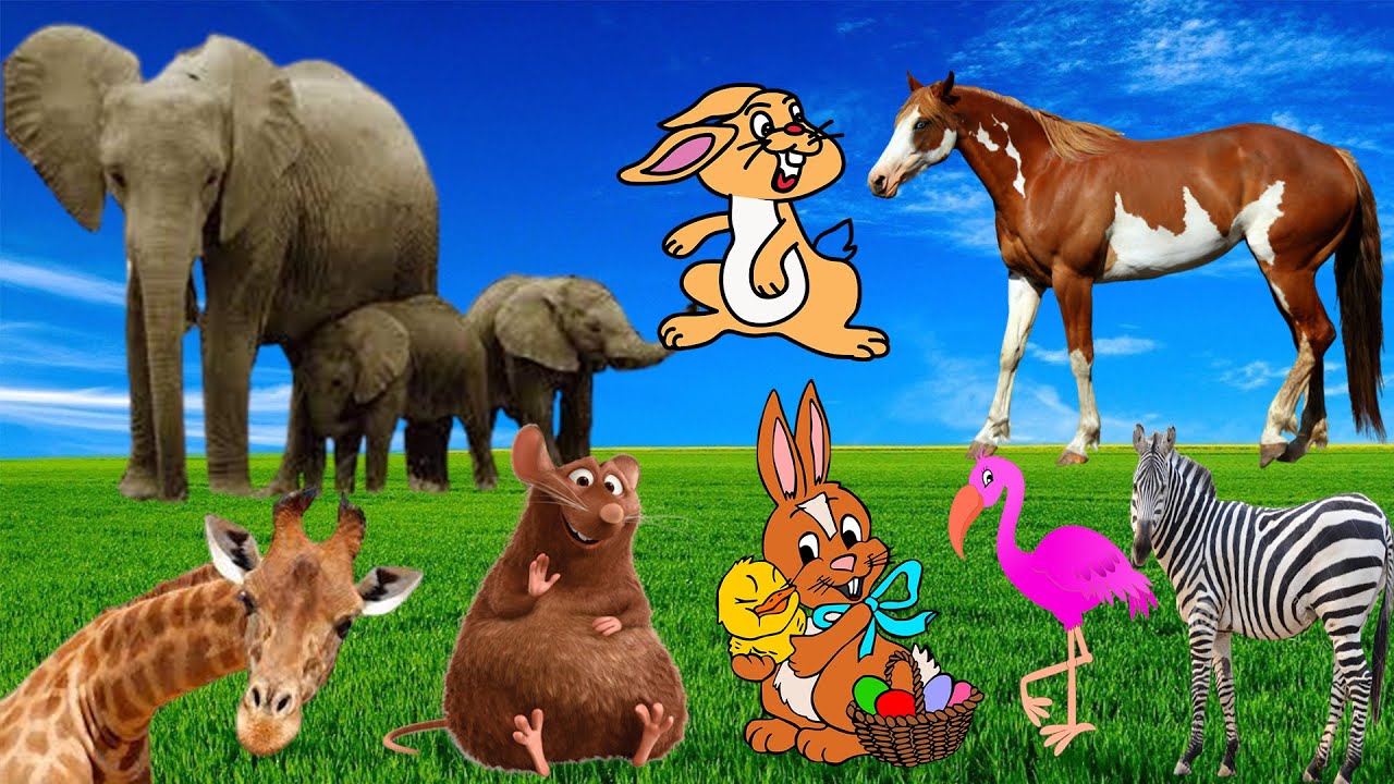 50 animal sounds: mouse, puppy, cat, horse, deer, duck, elephant, bee ...