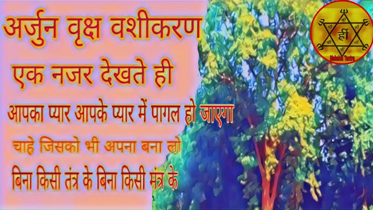 Arjun ke ped se vashikaran अर्जुन के वृक्ष वशीकरण अत्यंत महत्वपूर्ण 5 ...