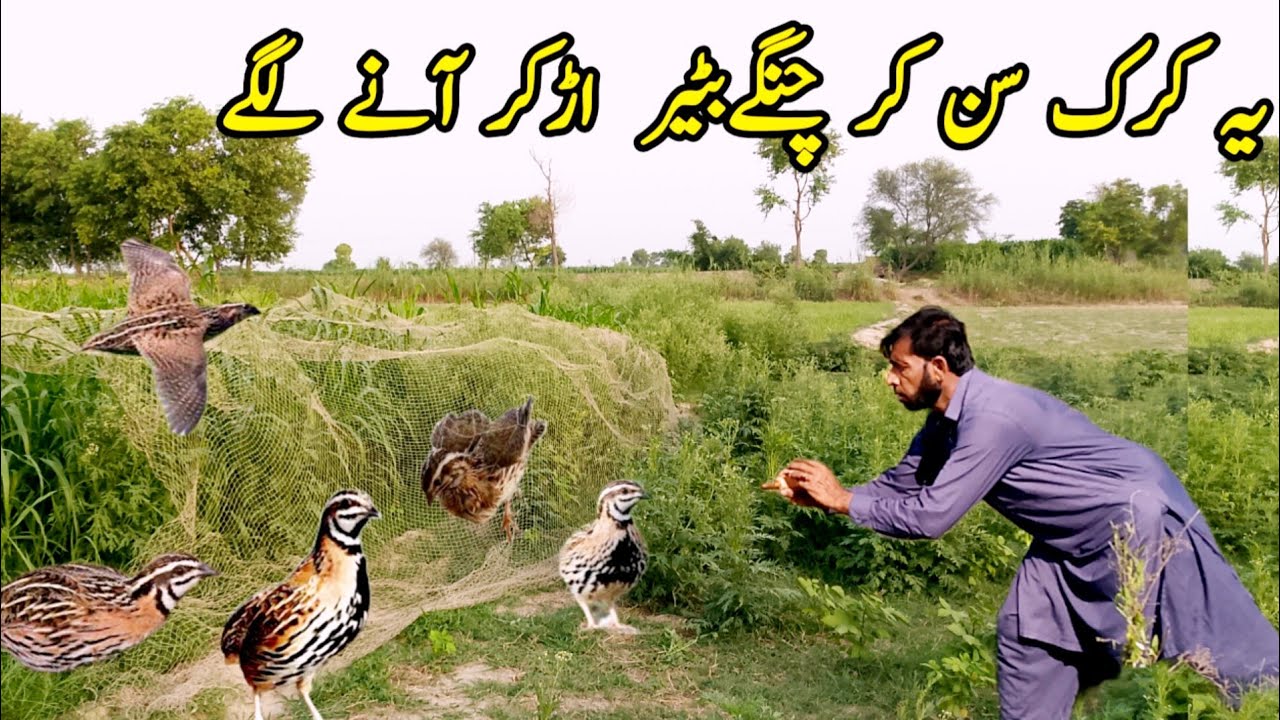 Rain Quail Hunting by net in Pakistan /chinga batair ka shikar 2025 ...