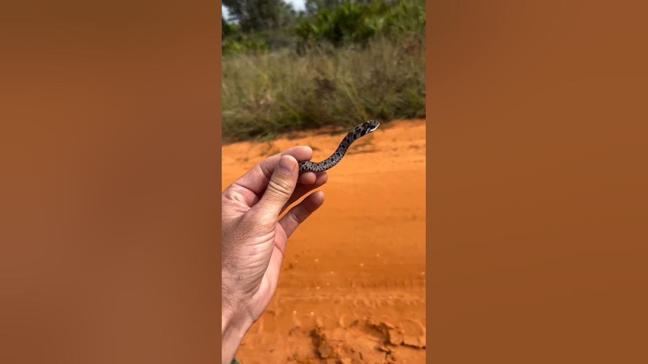 I got world's smallest snake ever 😱😱 - YouTube