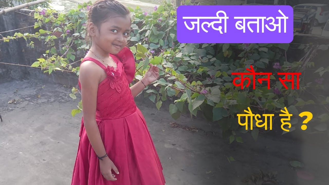 How To Grow And Care Organic Sem Plants At Home | Sem Ki Sabji | Seeds ...