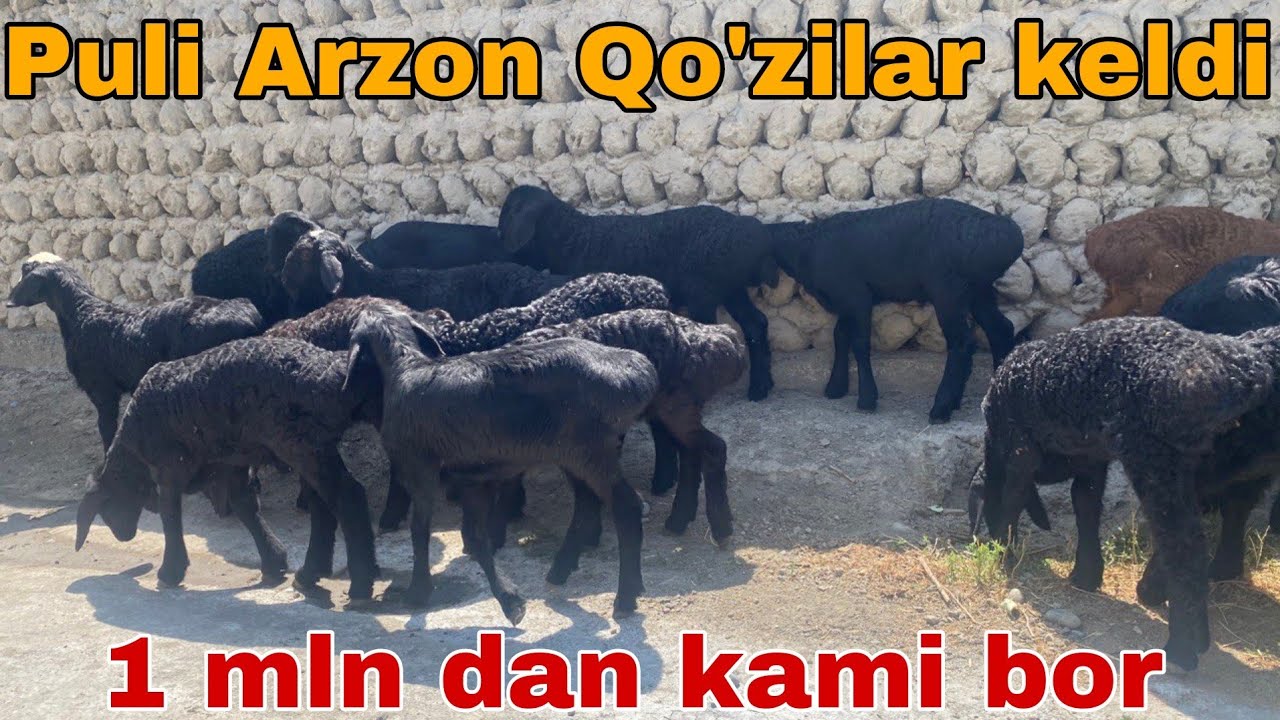Qo'zilar yangilari keladi . Puli arzon 1 mln kami bor ☎ ...