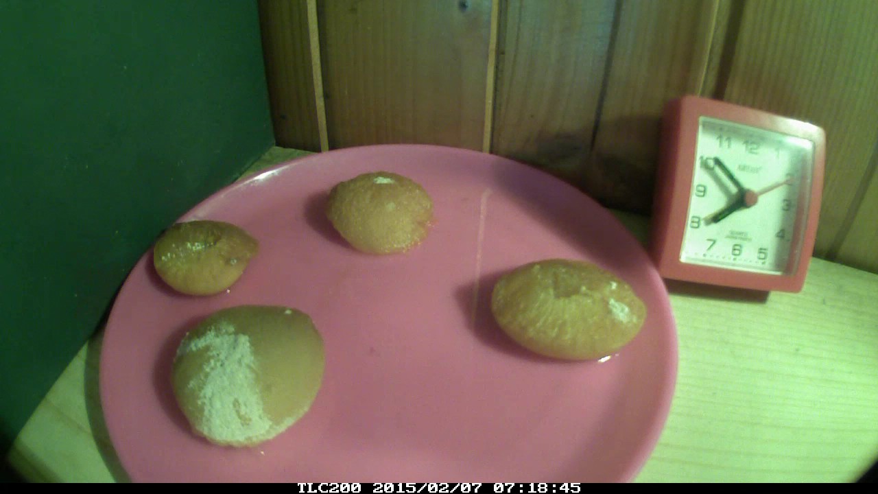 Decomposition of Peaches - time lapse (canned) brzoskwinie z puszki ...