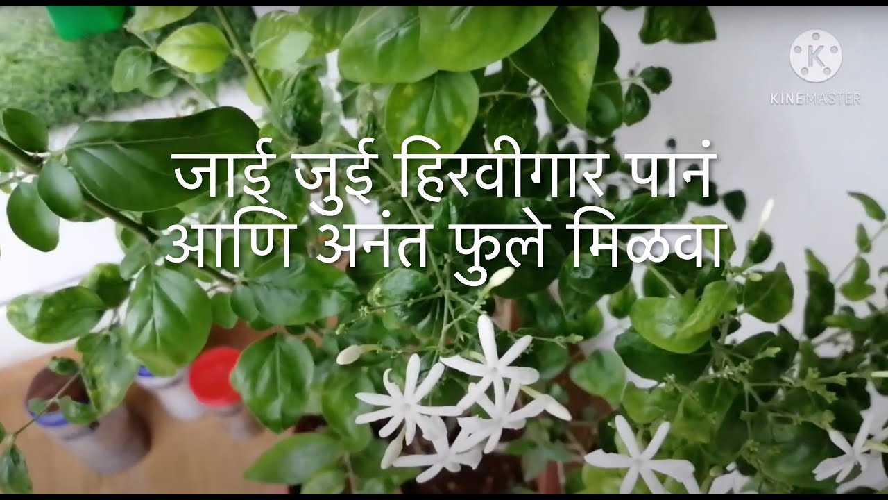 Jai Jui - scented flowers in rainy season - जाई जुई - पावसाळ्यात अनंत ...