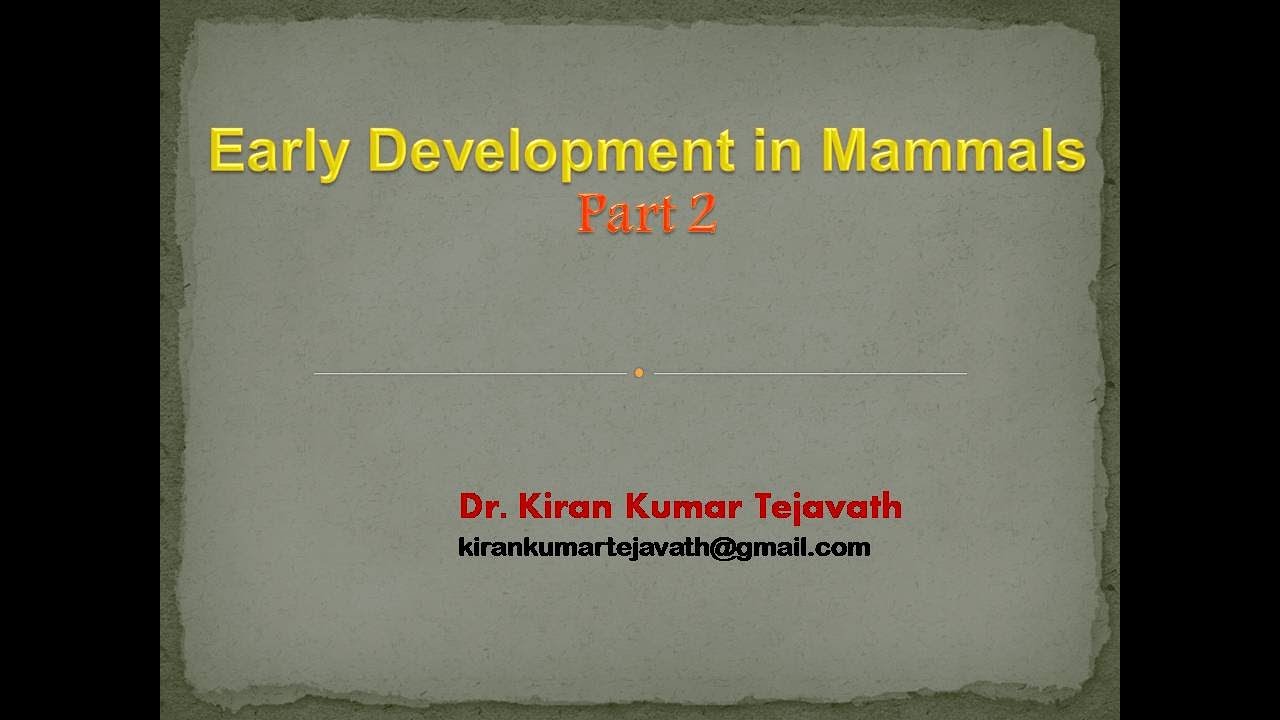 Early Development in Mammals (Part 2) - YouTube