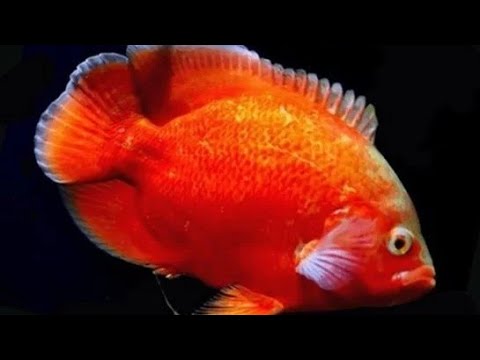 Imported Oscar Varieties at @That_Fish_Place - YouTube