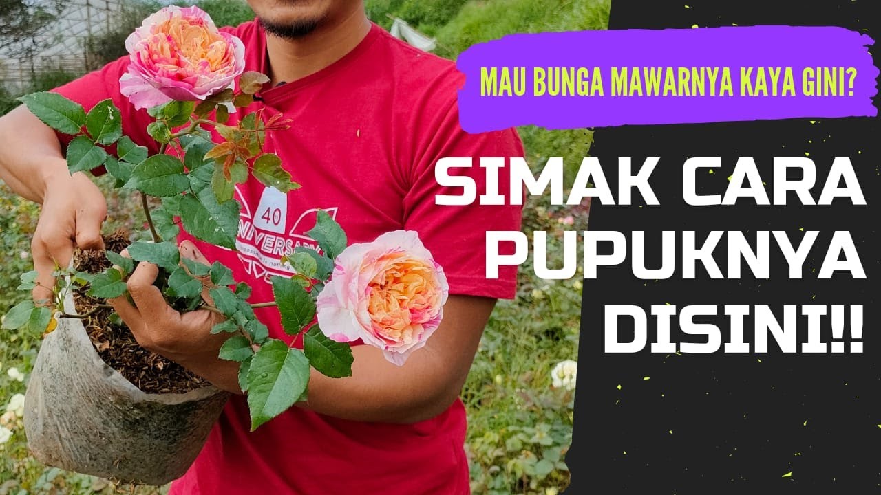 TIPS PEMUPUKAN BUNGA MAWAR dengan TEKNIK PENGOCORAN - YouTube