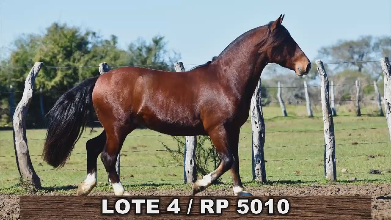 LOTE 4 RP 5010 - YouTube