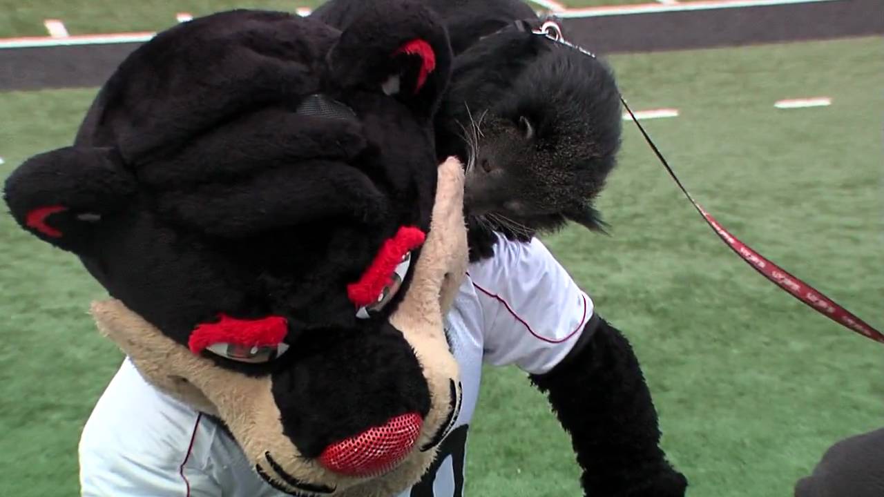 Bearcat Behind the Scenes-Fox Sports-Cincinnati Zoo - YouTube