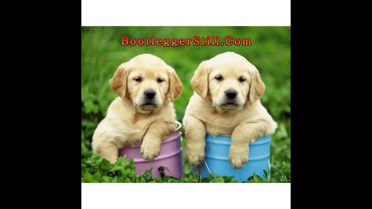 Bootlegger Still Puppies - YouTube