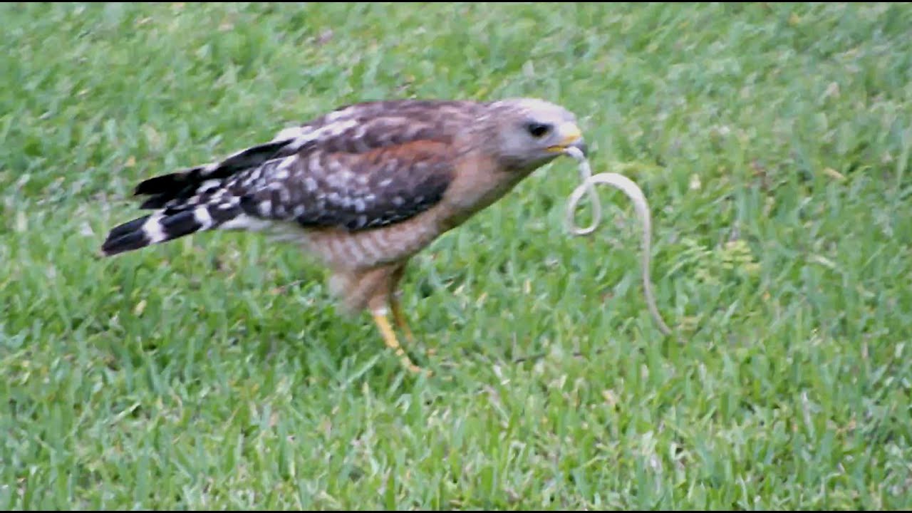 Hawk Catches Snake - YouTube