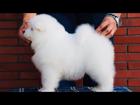 Samoyed || Samoyed Female Puppy For sale In India || Russian Import ...