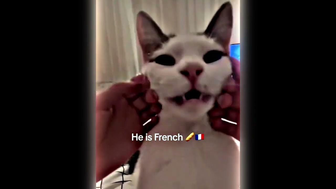 Кот Француз (как вам формат?) - YouTube
