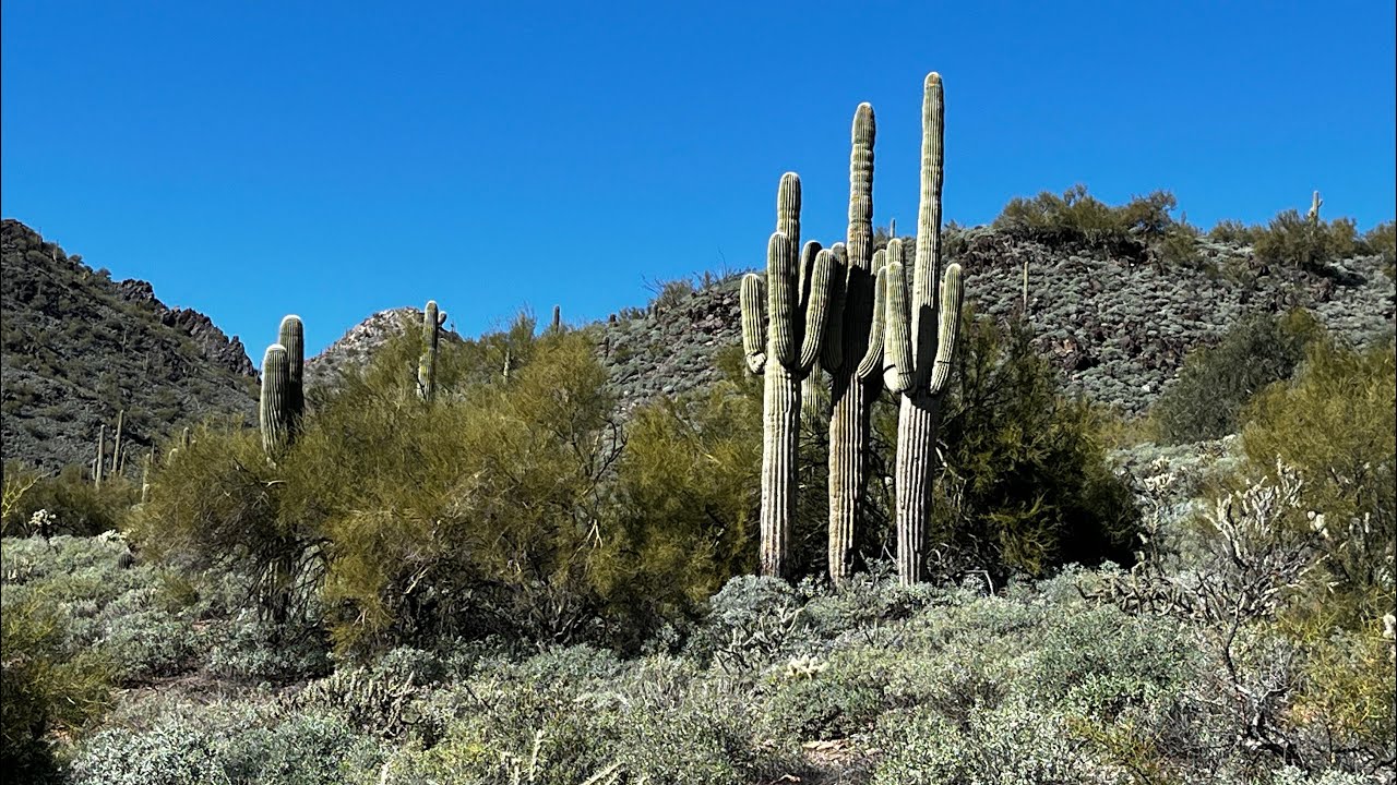 In Search of Cactus on Cave Creek! - YouTube