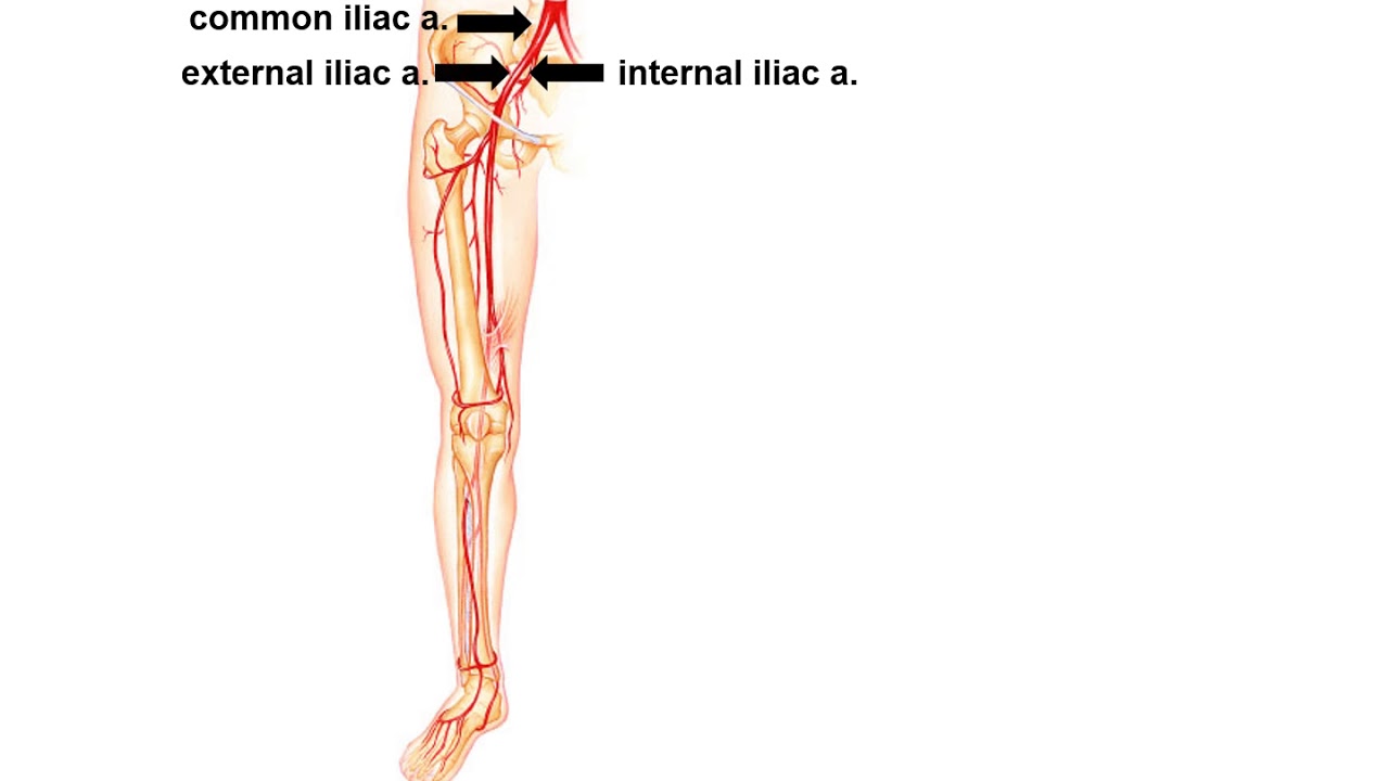 Arteria Appendicularis
