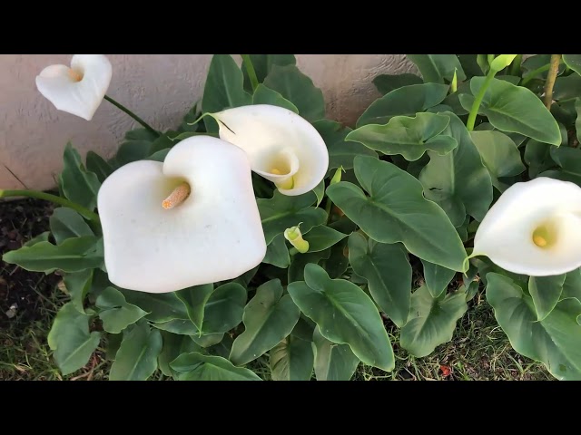 Cómo es la flor de alcatraz 【AL DETALLE】