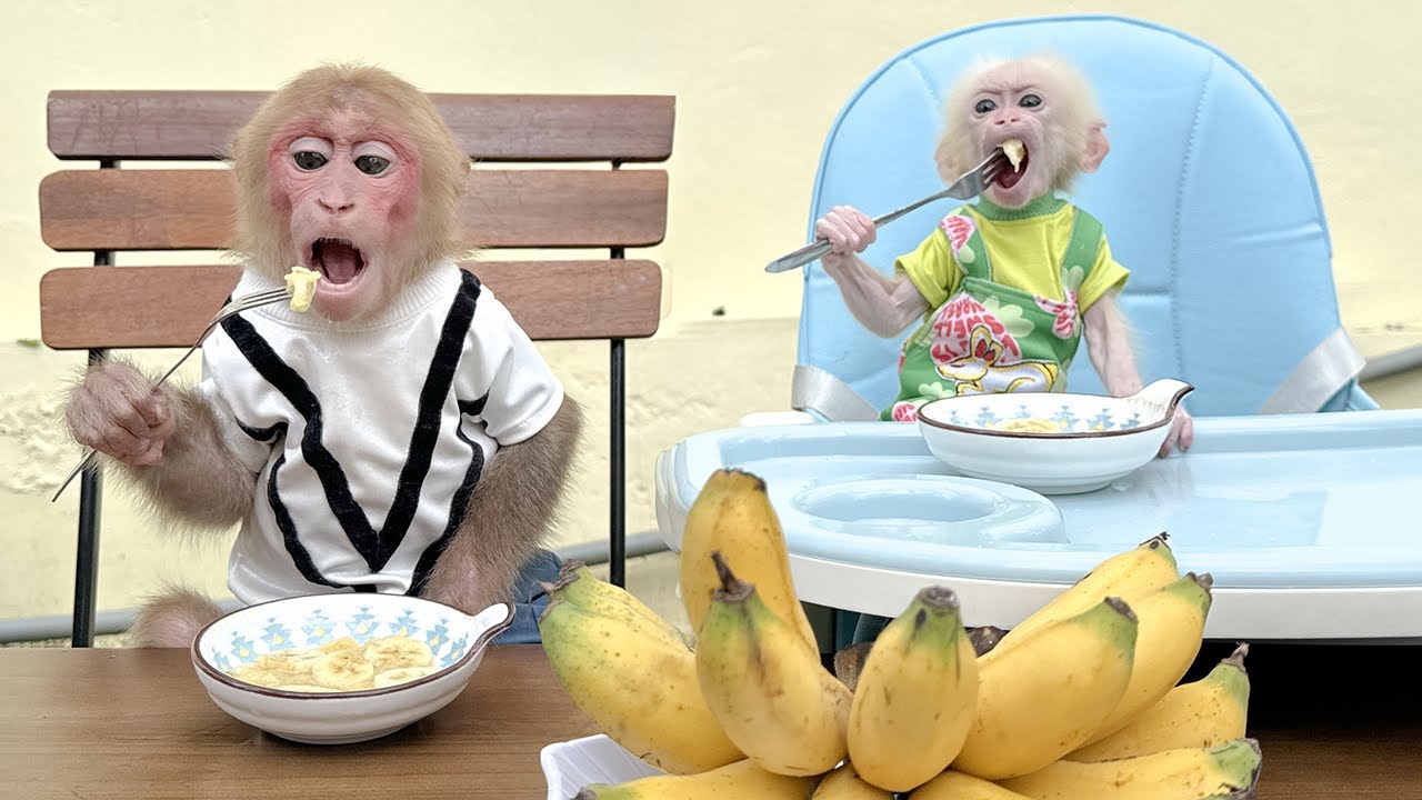 Bibi and baby monkey ask Mom to cook simple banana dish but full of ...