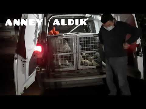 TECAVÜZ EDİLEN ANNE KÖPEĞİ TESLİM ALDIK OLAYIN TAKİBİNDEYİZ