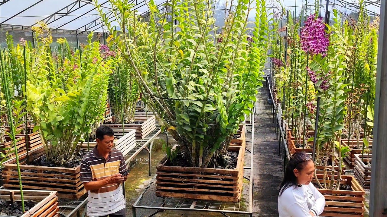 Terpesona! Kebun anggrek Tercantik di Indonesia!! Dd Orchid Nursery ...