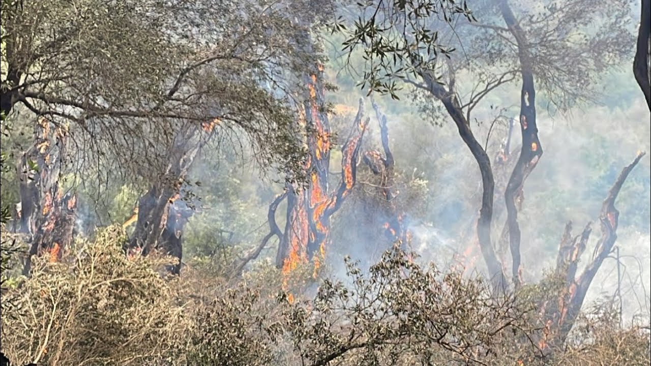 Κέρκυρα: Κάηκαν ελαιοδεντρα στους Χωροεπισκόπους - YouTube