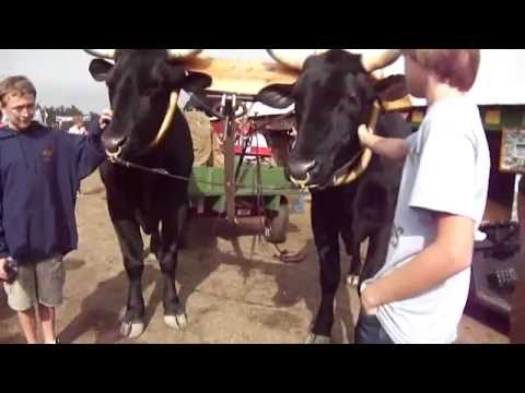 Checking Out A Working Oxen Team - YouTube