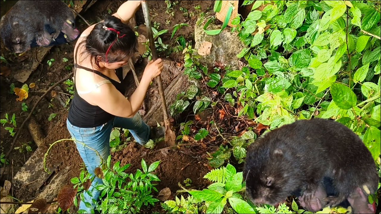 ขุดมันป่าหาของกินในป่าการเอาตัวรอดน้ำผึ้งkhawb qo daj lo noj - YouTube