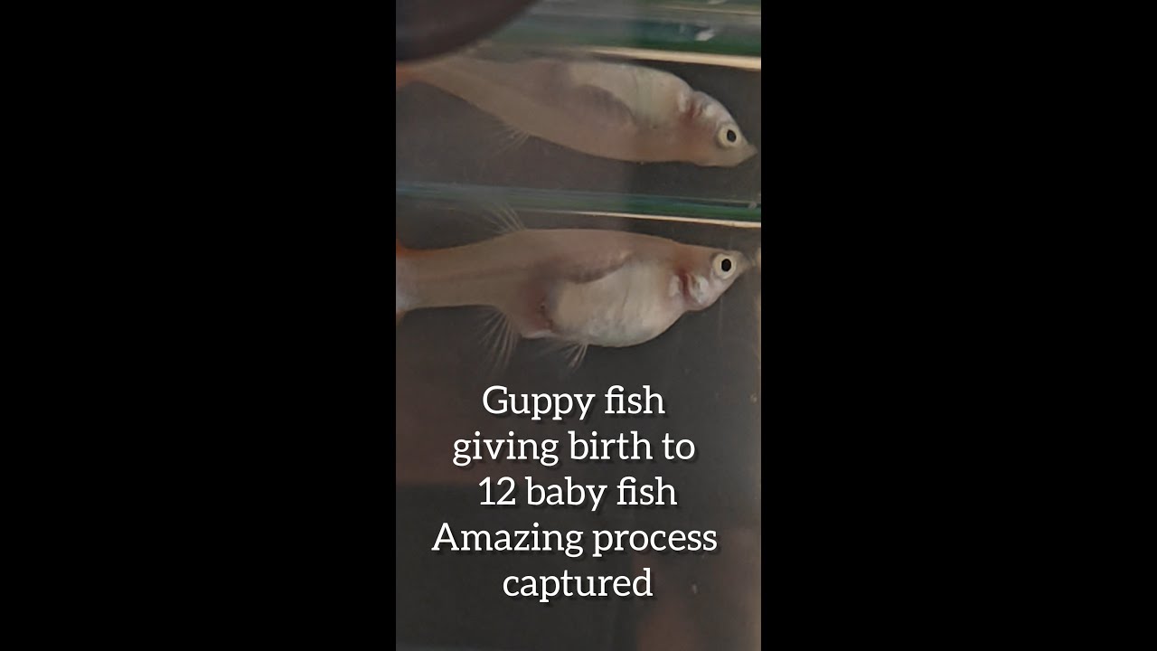 Guppy Gives Birth to 12 Baby Fish—Full Birth Process Captured! - YouTube