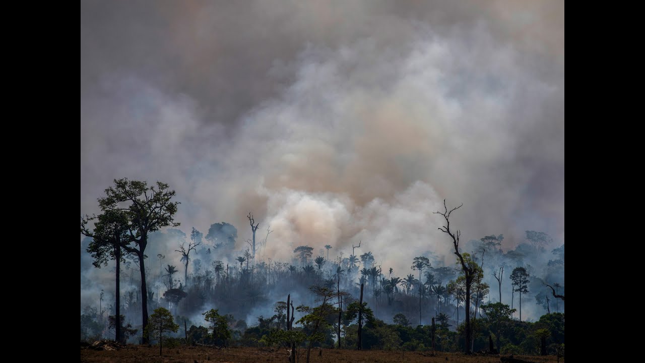 Deforestation - A Short Film - YouTube