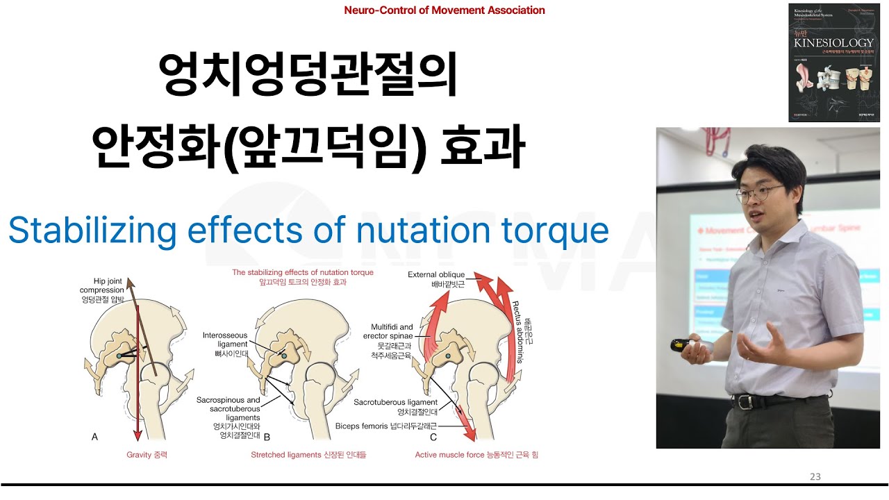 [뉴만 기능해부학-척추편 기초] 엉치엉덩관절의 (안정화)앞끄덕임 효과 stabilizing effects of nutation ...