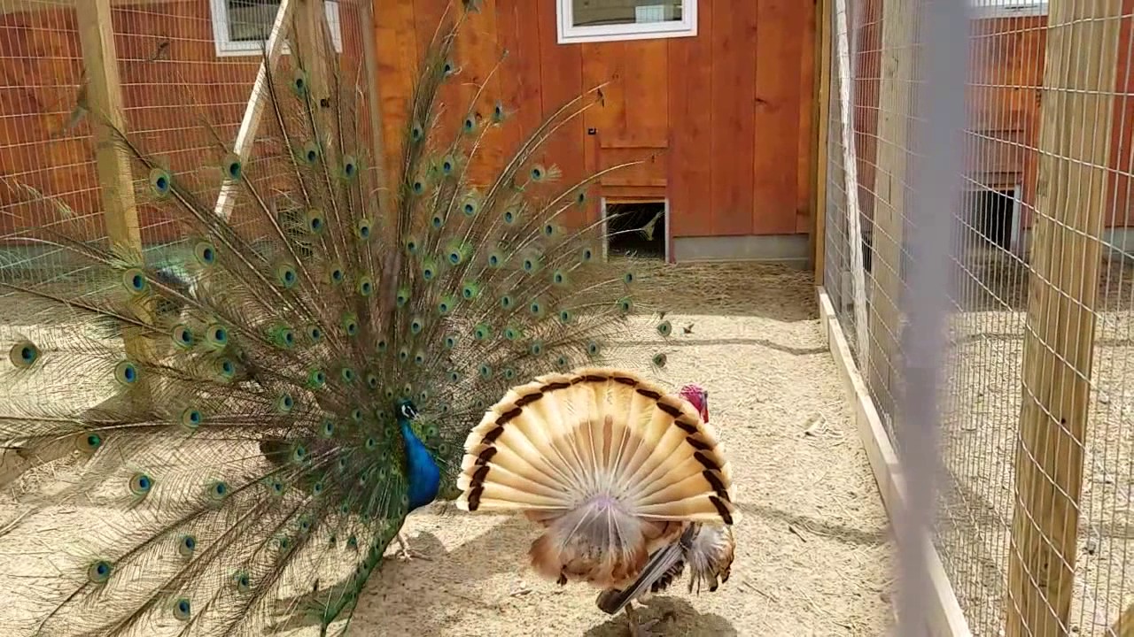 Peacock Flirting at Grandpa Tiny's Farm in Frankenmuth MI 7.23.17 - YouTube