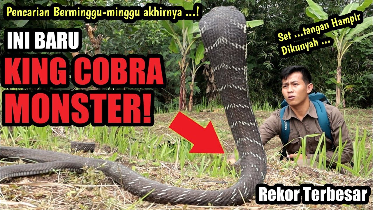 REKOR! AKHIRNYA KING COBRA MONSTER TERBESAR MENAMPAKAN DIRINYA! INI ...