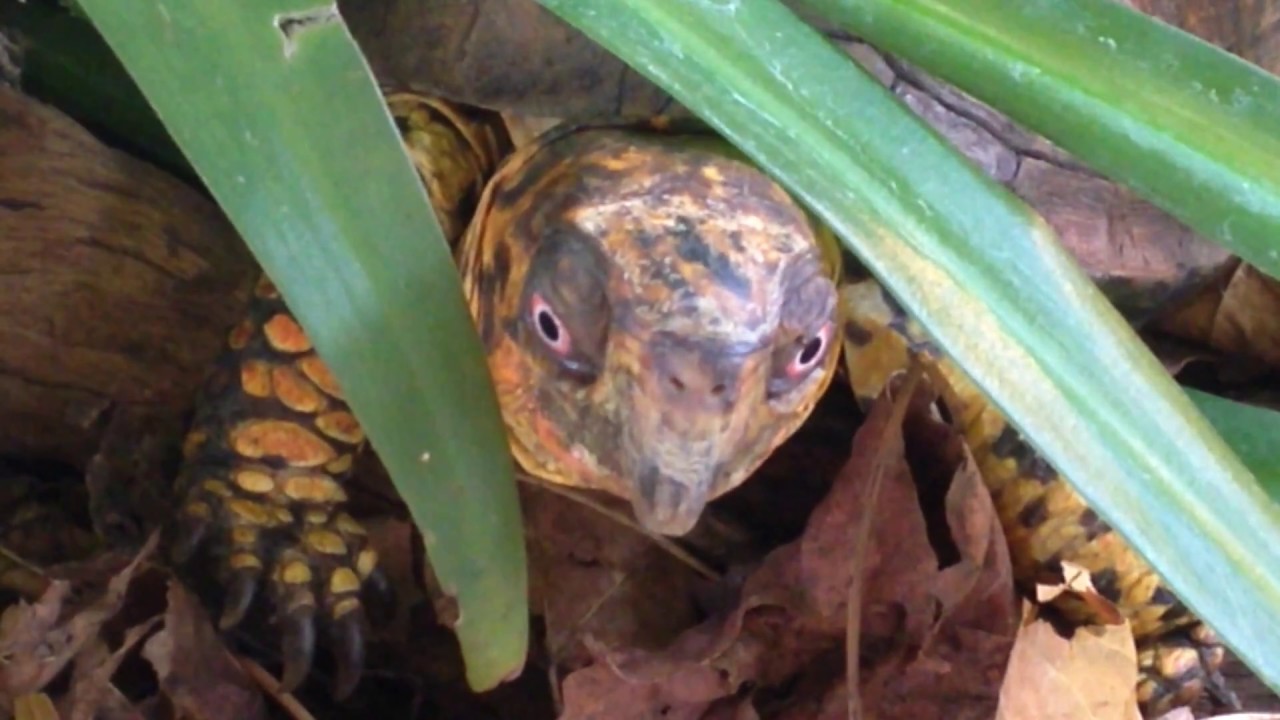 AN AWESOME POWER DRINK-BOX TURTLE CARE-SPARKY VID - YouTube