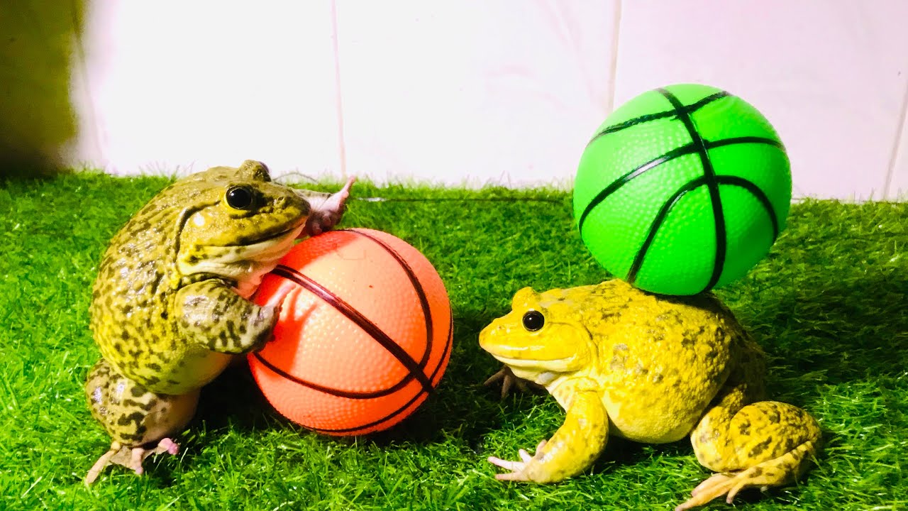 Bullfrog teams play football - YouTube